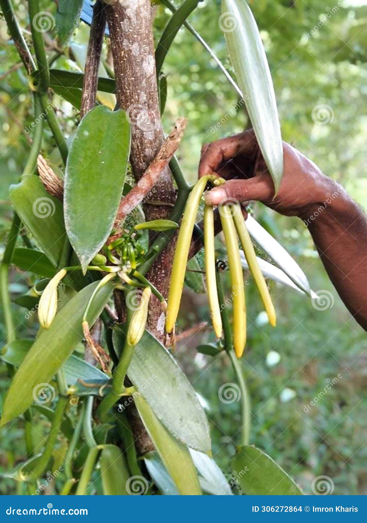 Vanilla Trees in Tropical Places Stock Photo - Image of holiday, nature ...