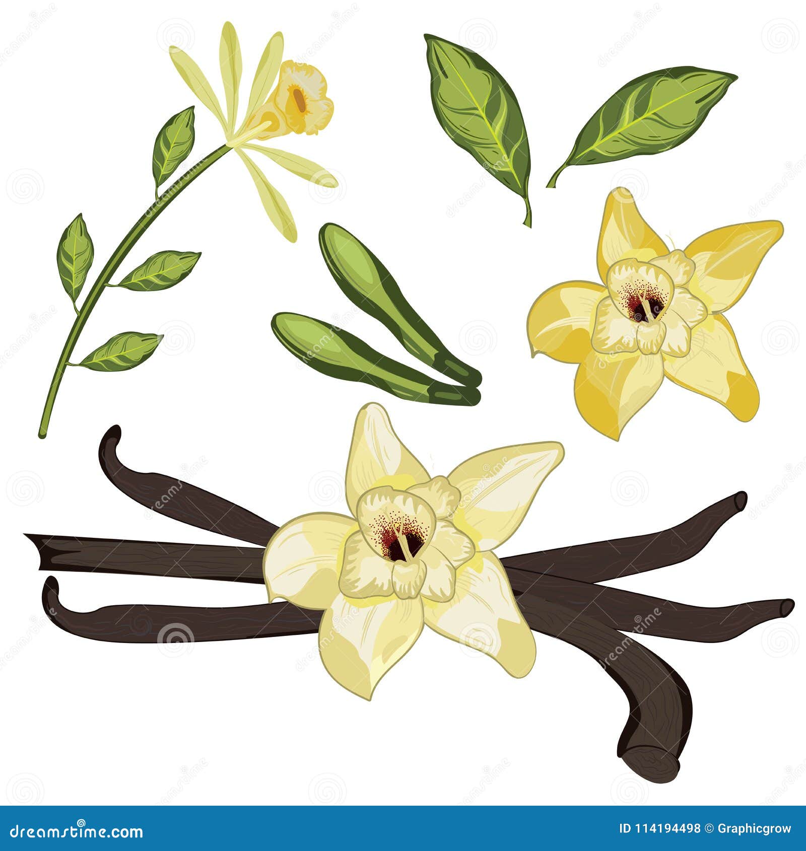 Vanilla Pod - Vector Silhouette Illustration For Logo Or Pictogram ...