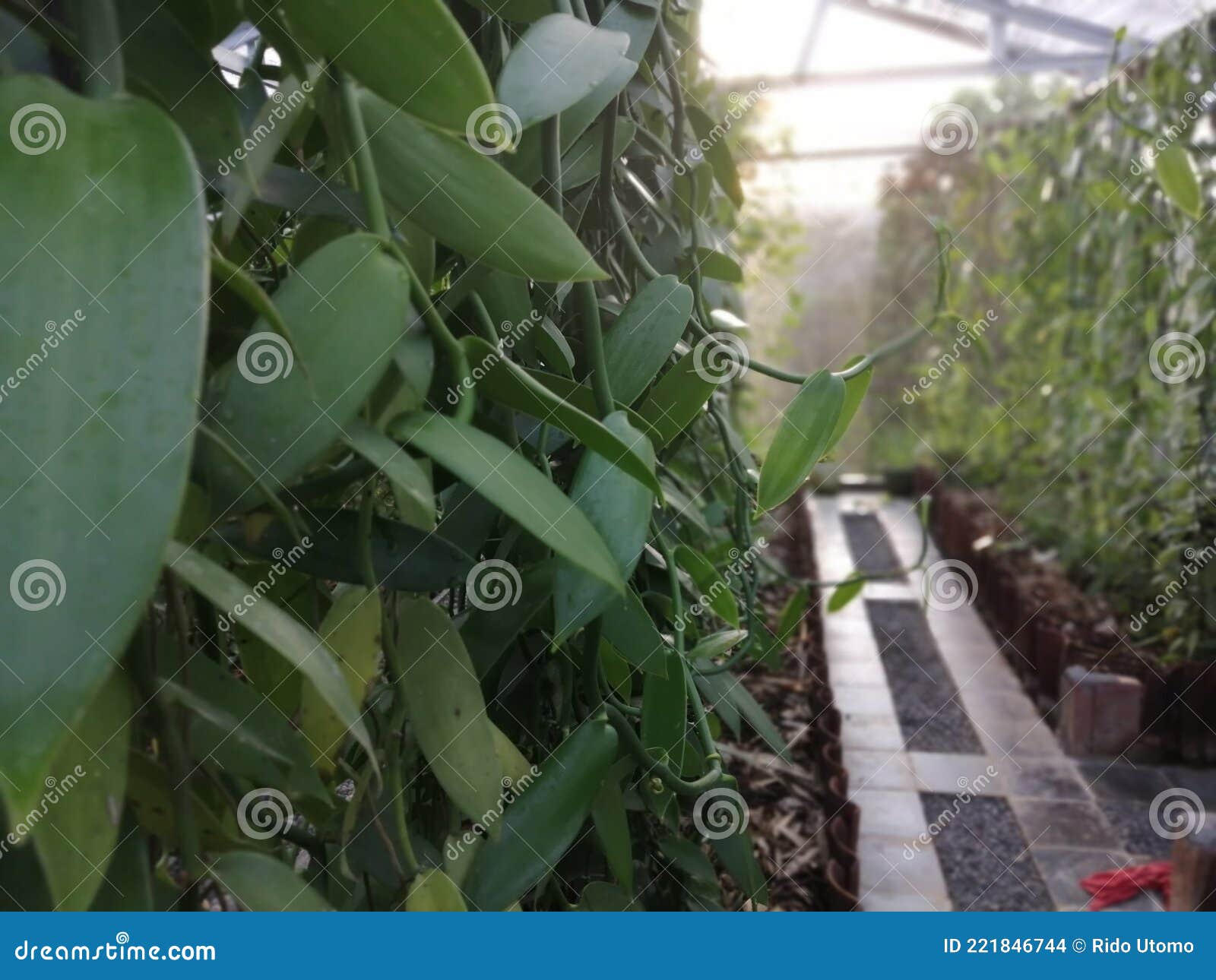 Vanilli planifolia orchid stock photo. Image of leaf - 221846744