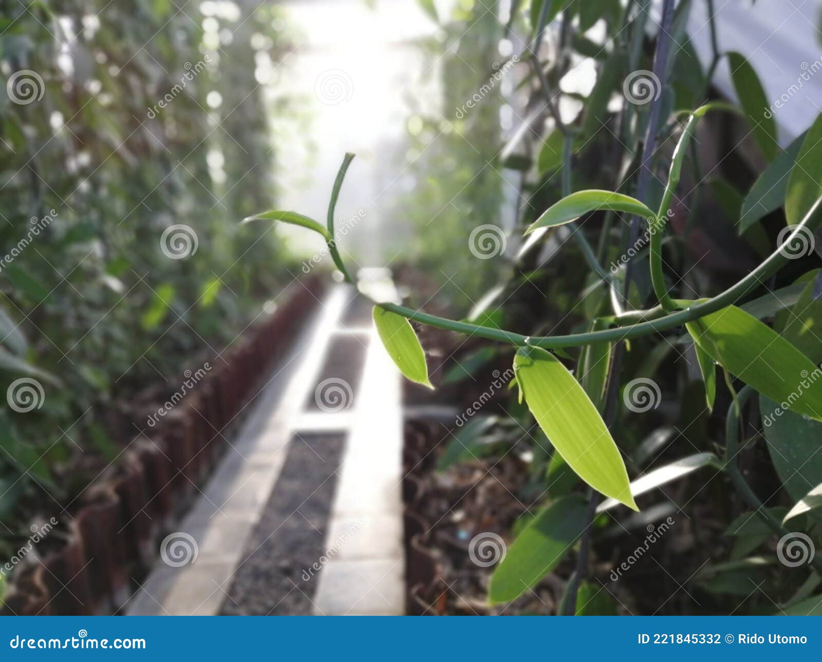 Vanilli planifolia orchid stock photo. Image of shrub - 221845332