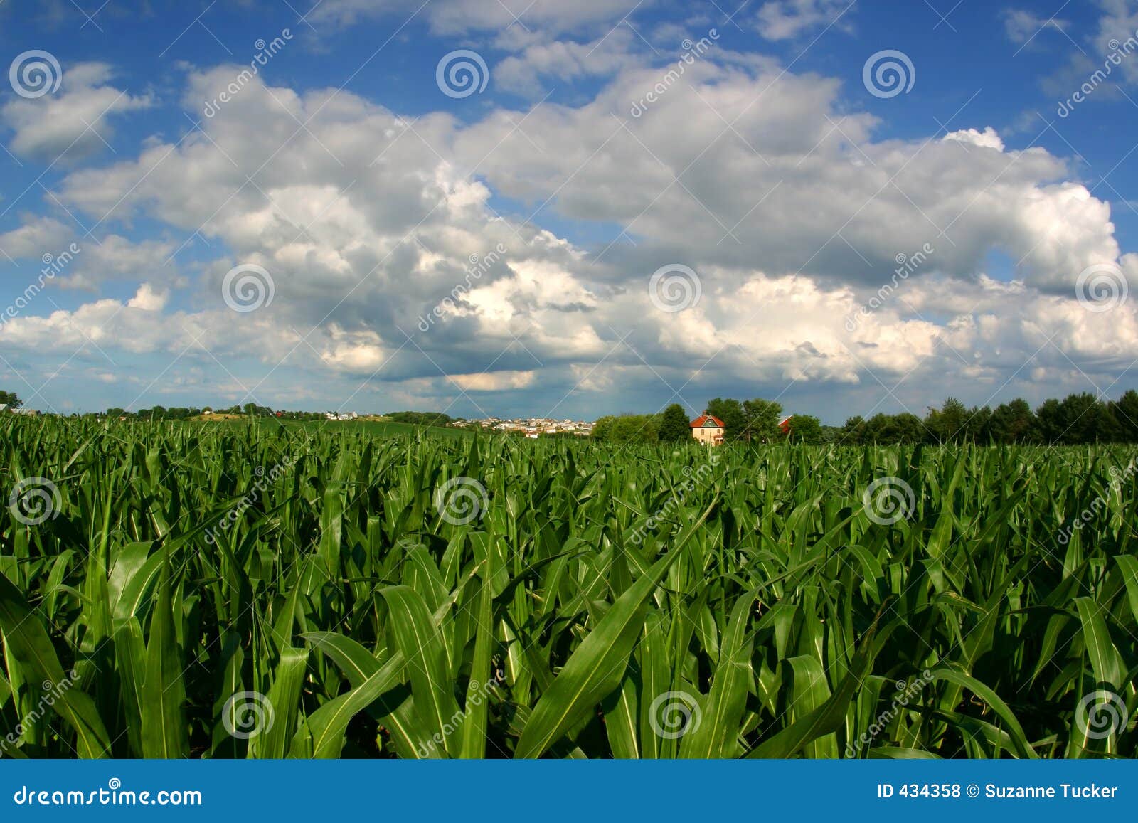 Vanishing Farmland (cornfield and House with Housing Development Stock ...