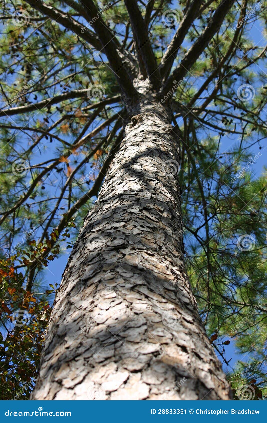 Vanishing Tree 3 stock image. Image of nature, vanishing - 28833351