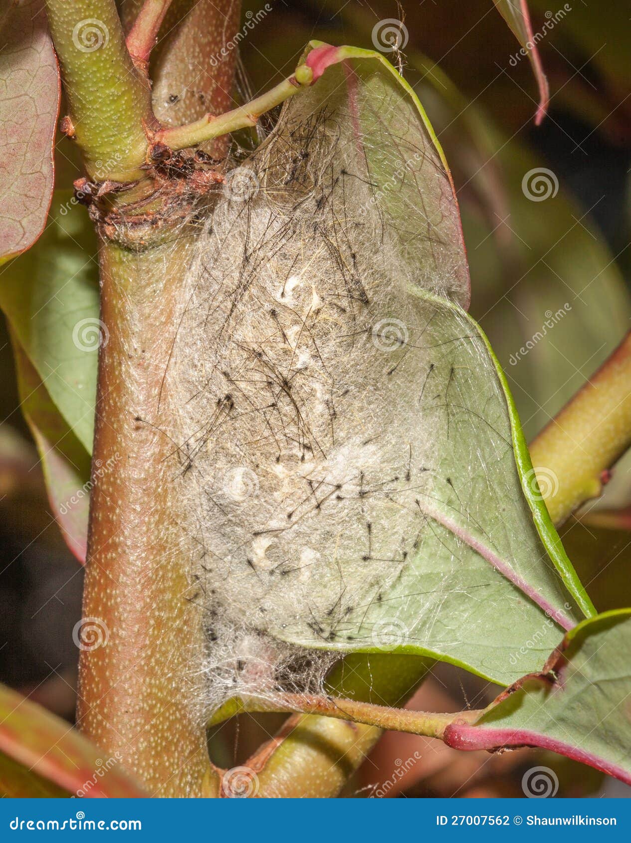 Vapourer moth chrysalis stock photo. Image of sequence - 27007562