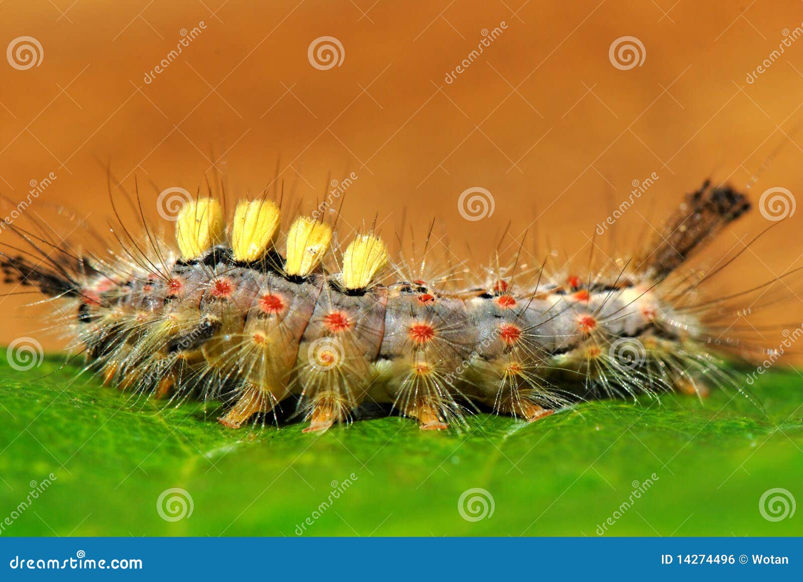 Vapourer Moth Lava stock photo. Image of lava, yellow - 14274496