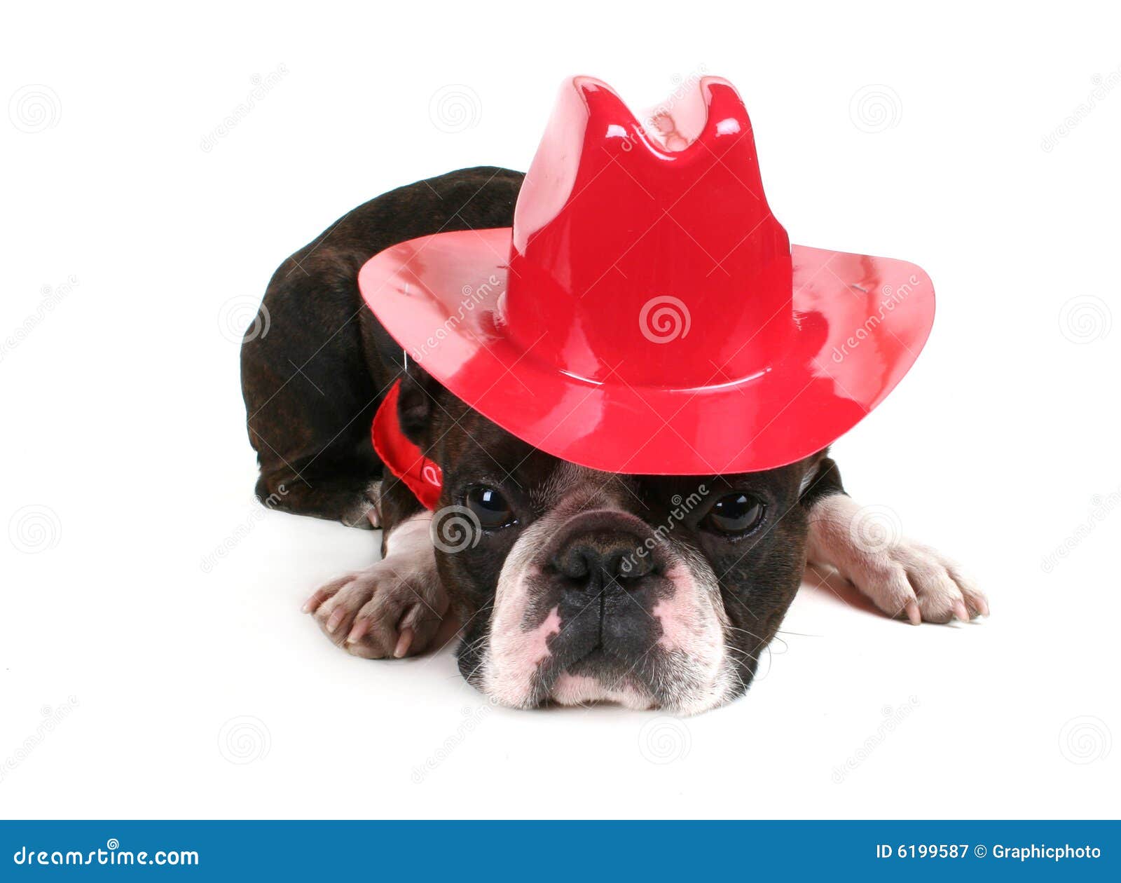 Vaquero imagen de archivo. Imagen de canino, peludo, vaquero - 6199587