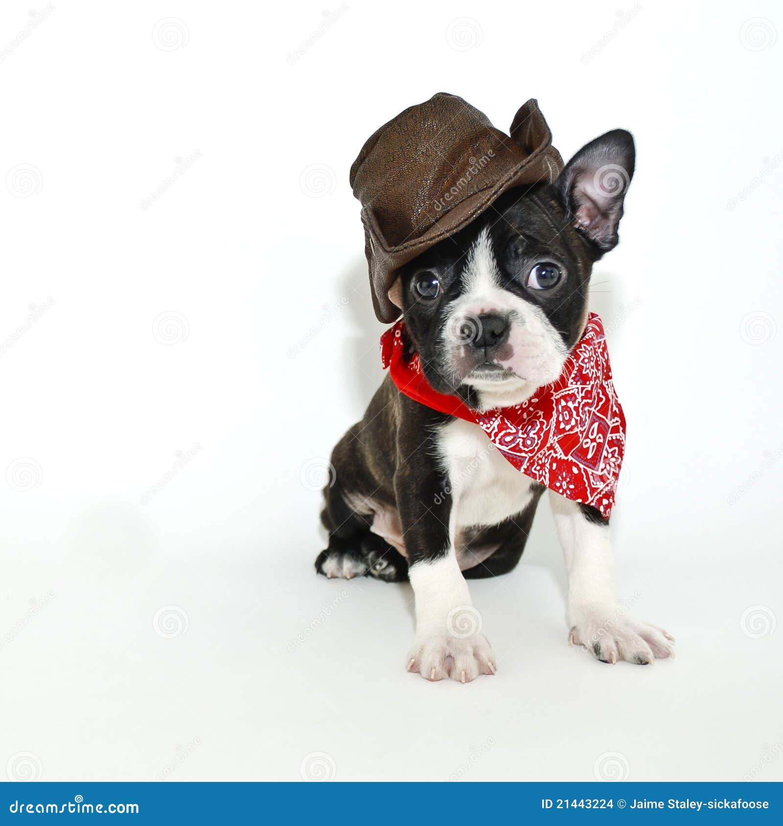 Vaquero Boston foto de archivo. Imagen de vacaciones - 21443224