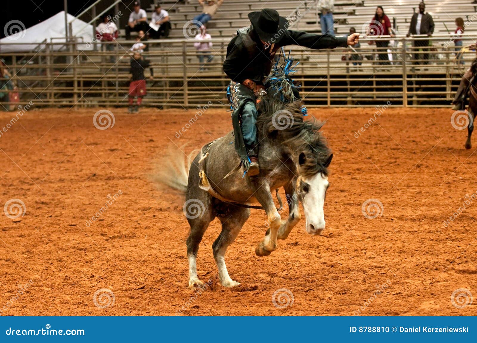 Vaquero del rodeo foto de archivo. Imagen de hombre, caballos - 8788810