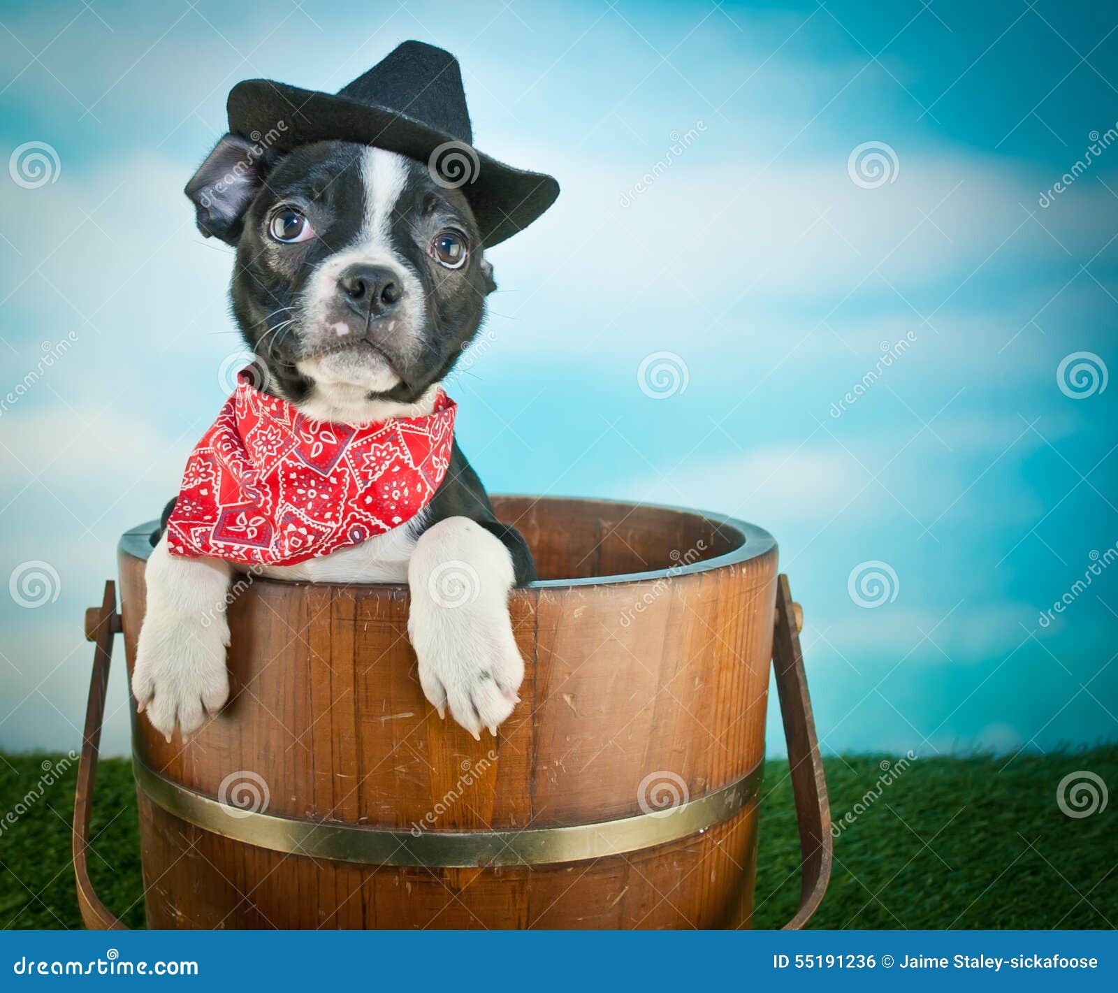 Vaquero Puppy foto de archivo. Imagen de canino, perro - 55191236