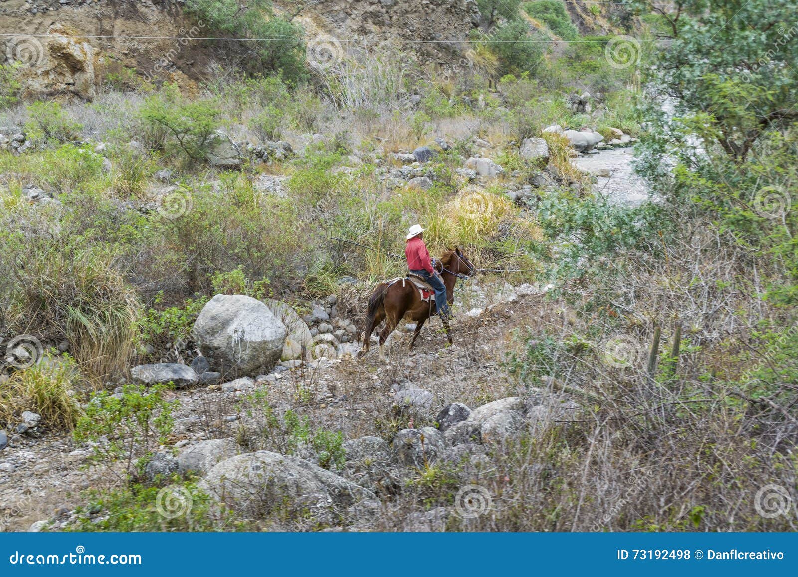 Vaquero Riding Horse foto de archivo editorial. Imagen de cubo - 73192498