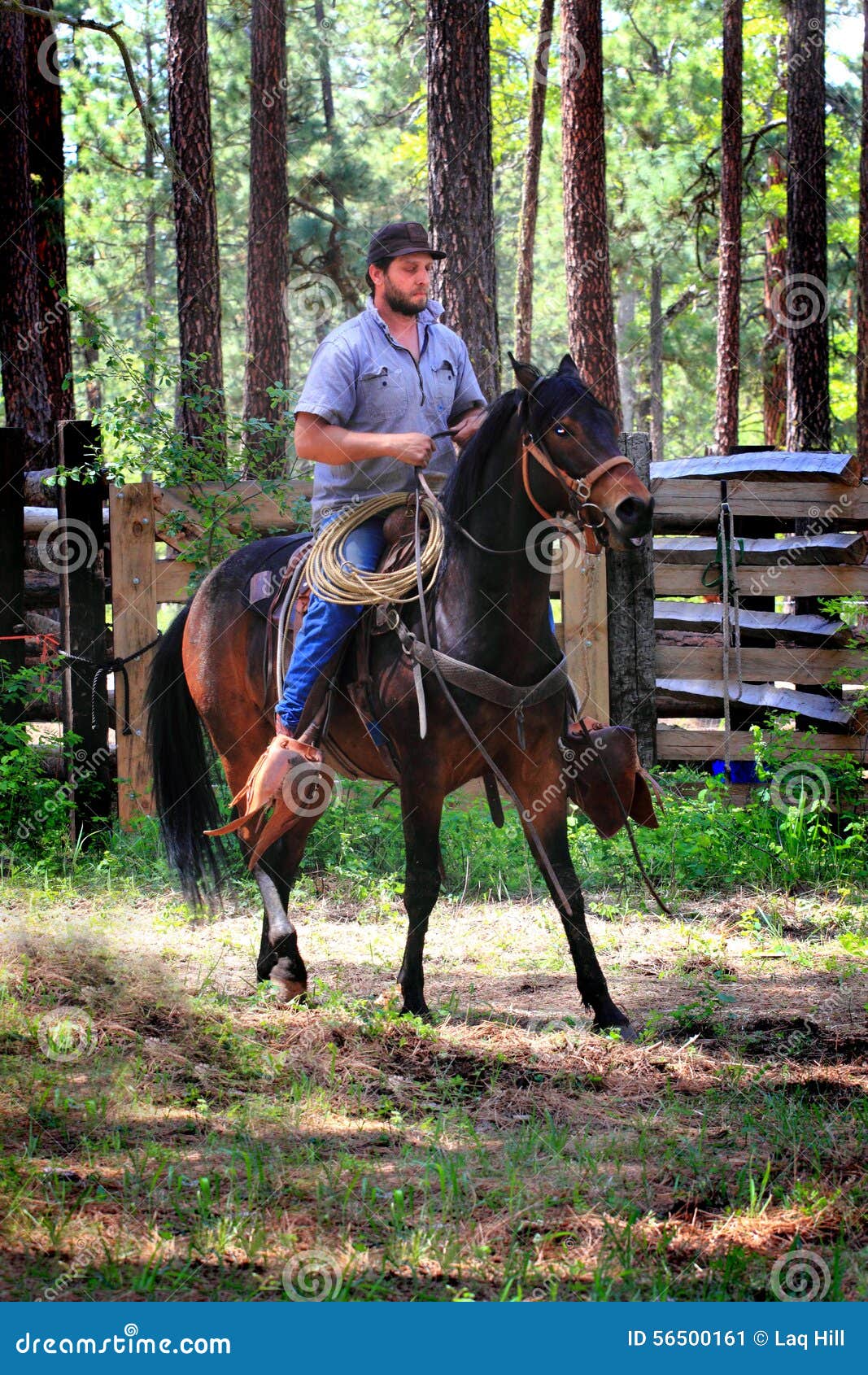 Vaquero Riding Un Caballo De Silla De Montar Imagen de archivo - Imagen ...