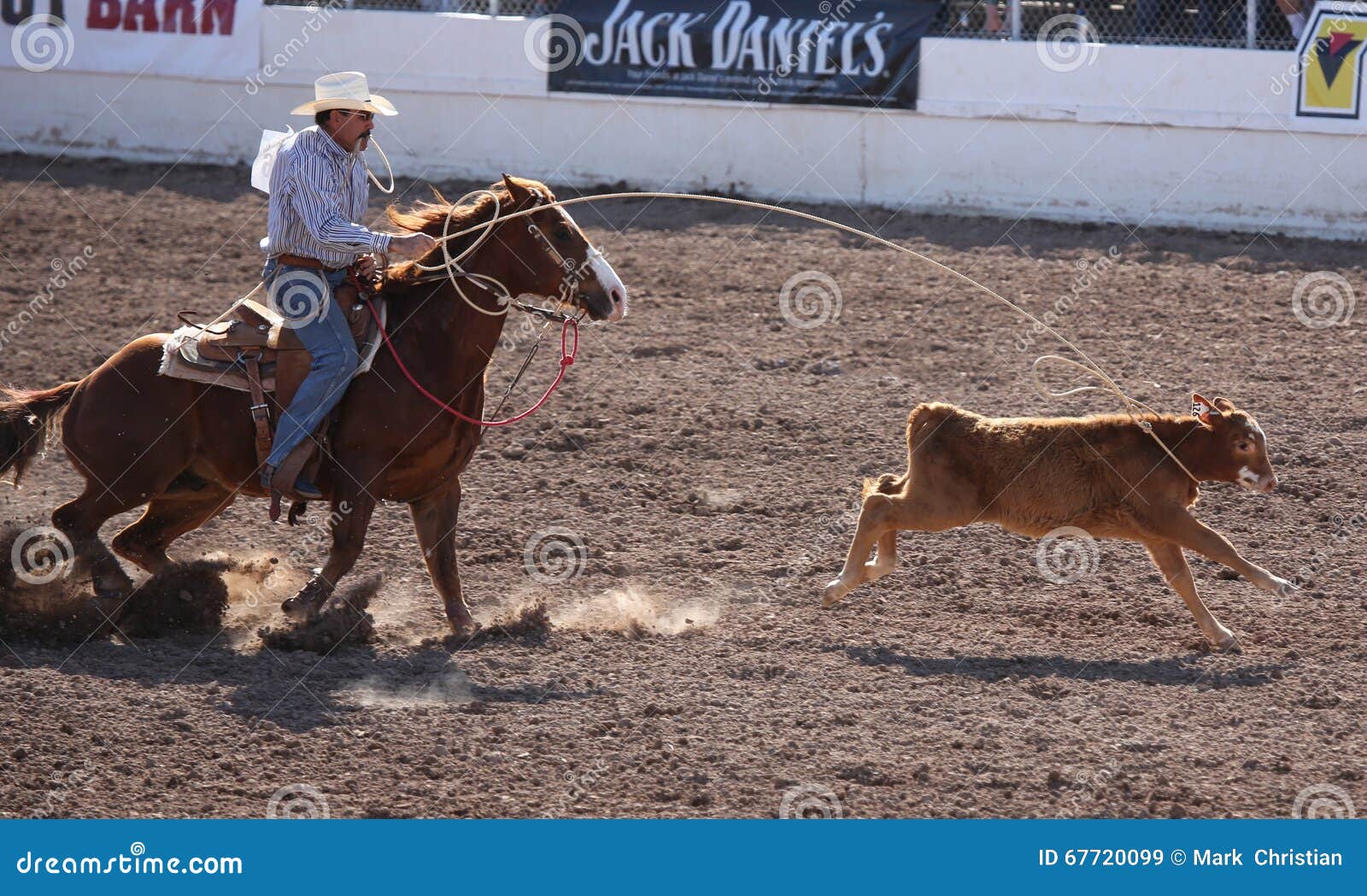 Vaquero Roping a Caballo El Becerro Imagen de archivo editorial ...