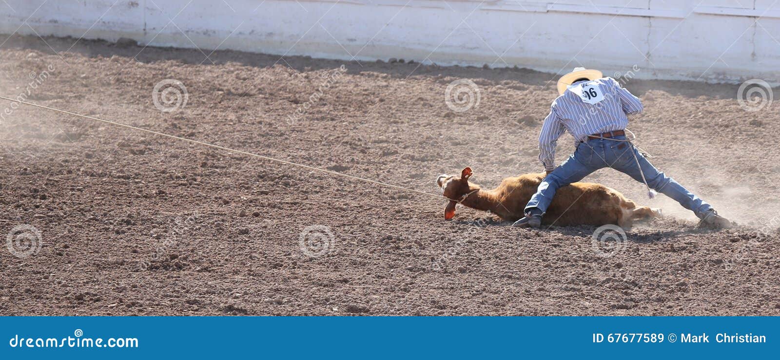 Vaquero Roping Un Becerro En El Rodeo Imagen de archivo editorial ...