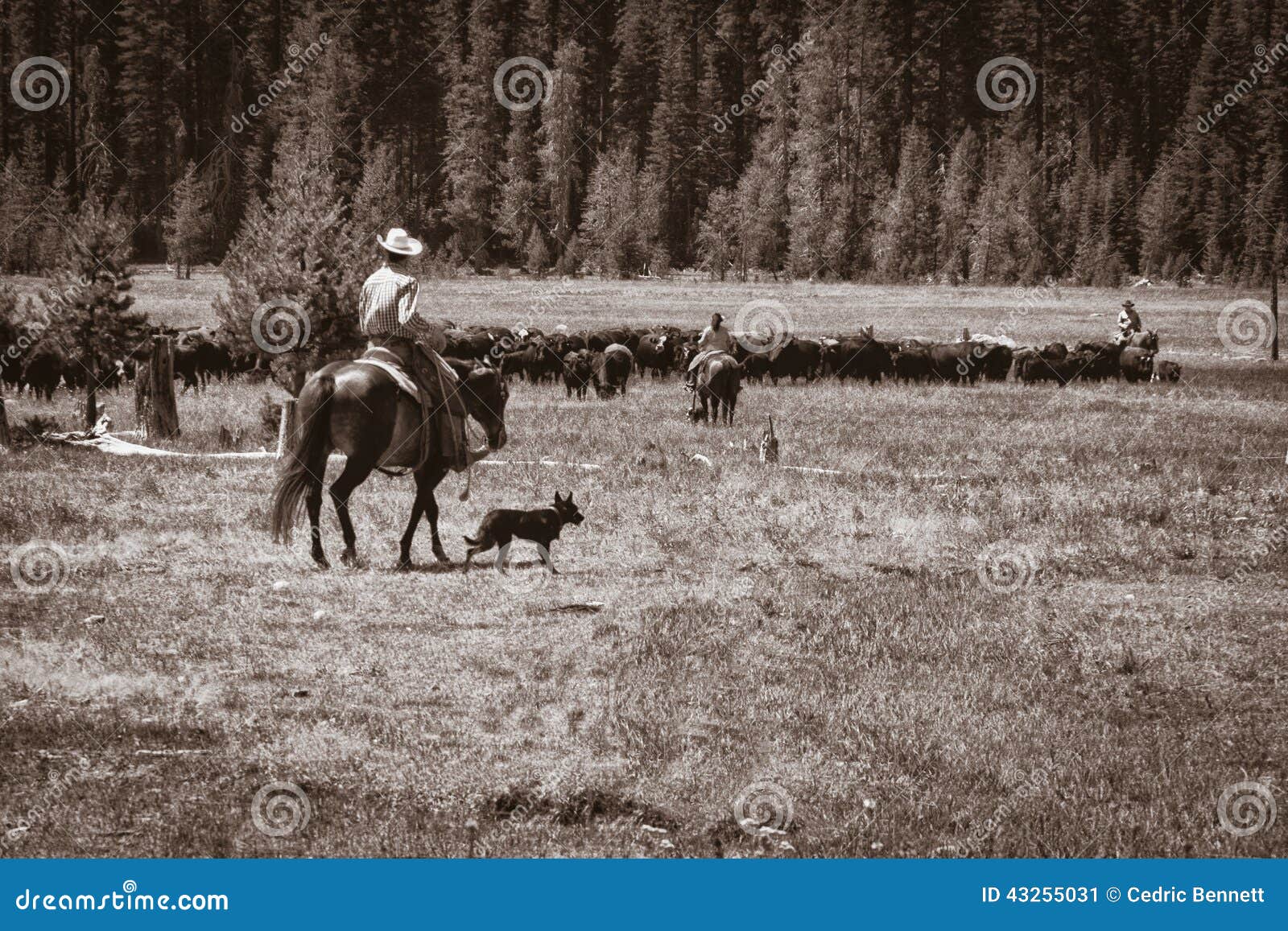 Vaqueros, Vaqueras, Y 'cowdogs' Imagen de archivo - Imagen de ...