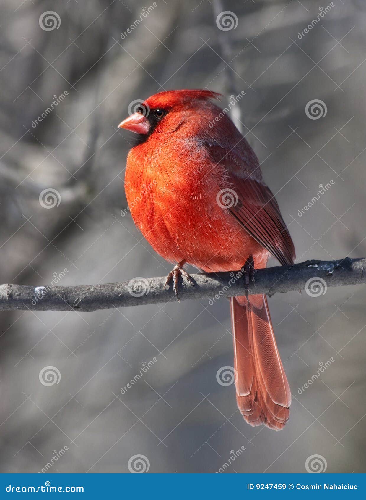 Varón cardinal del pájaro imagen de archivo. Imagen de cola - 9247459
