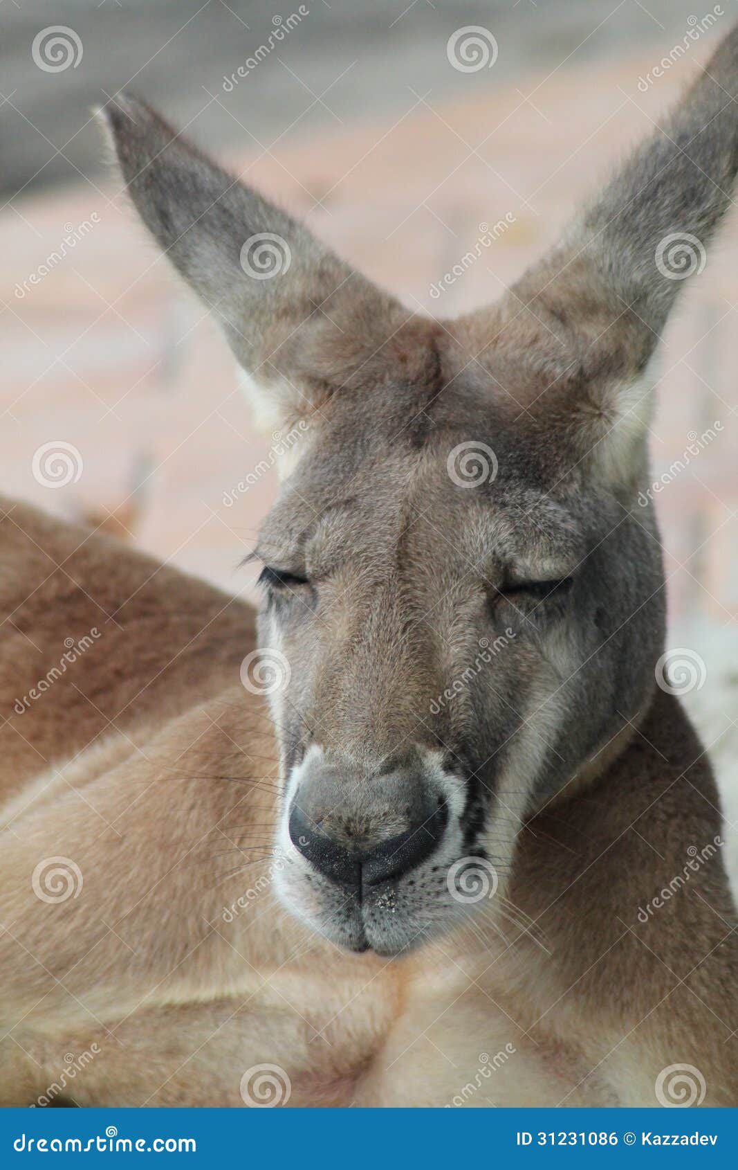 Varón del canguro foto de archivo. Imagen de animal, peludo - 31231086