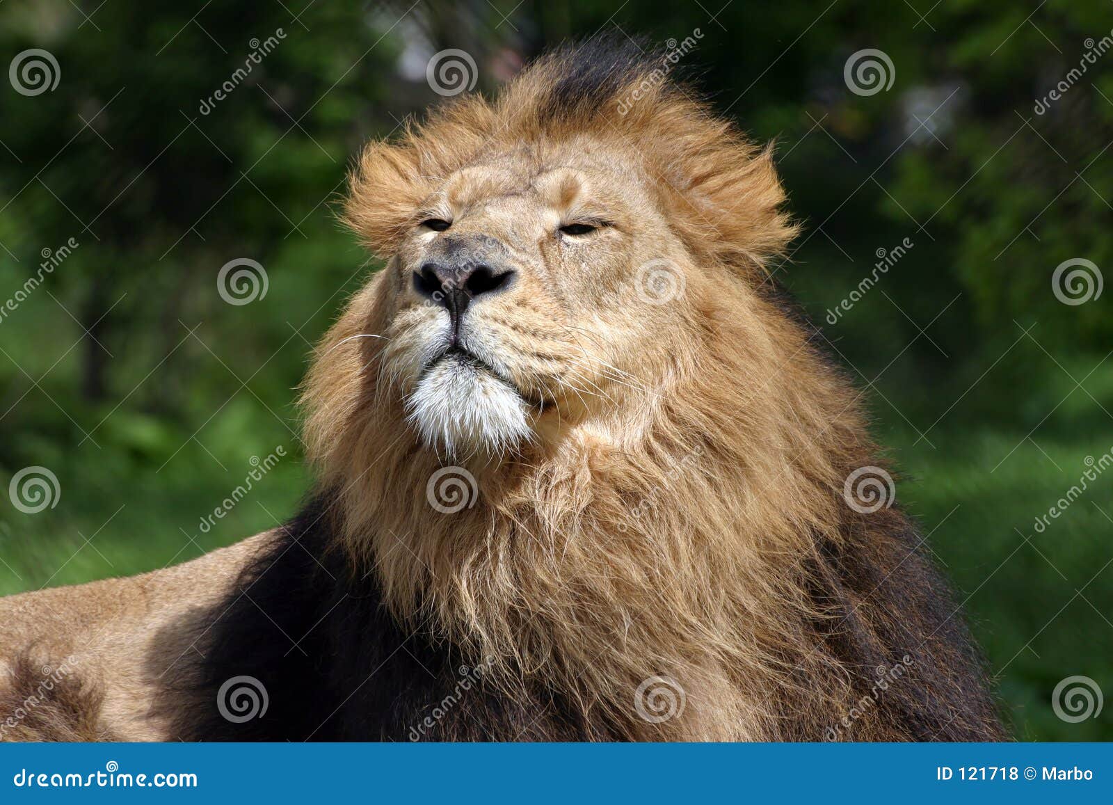 Varón del león foto de archivo. Imagen de melena, barbas - 121718