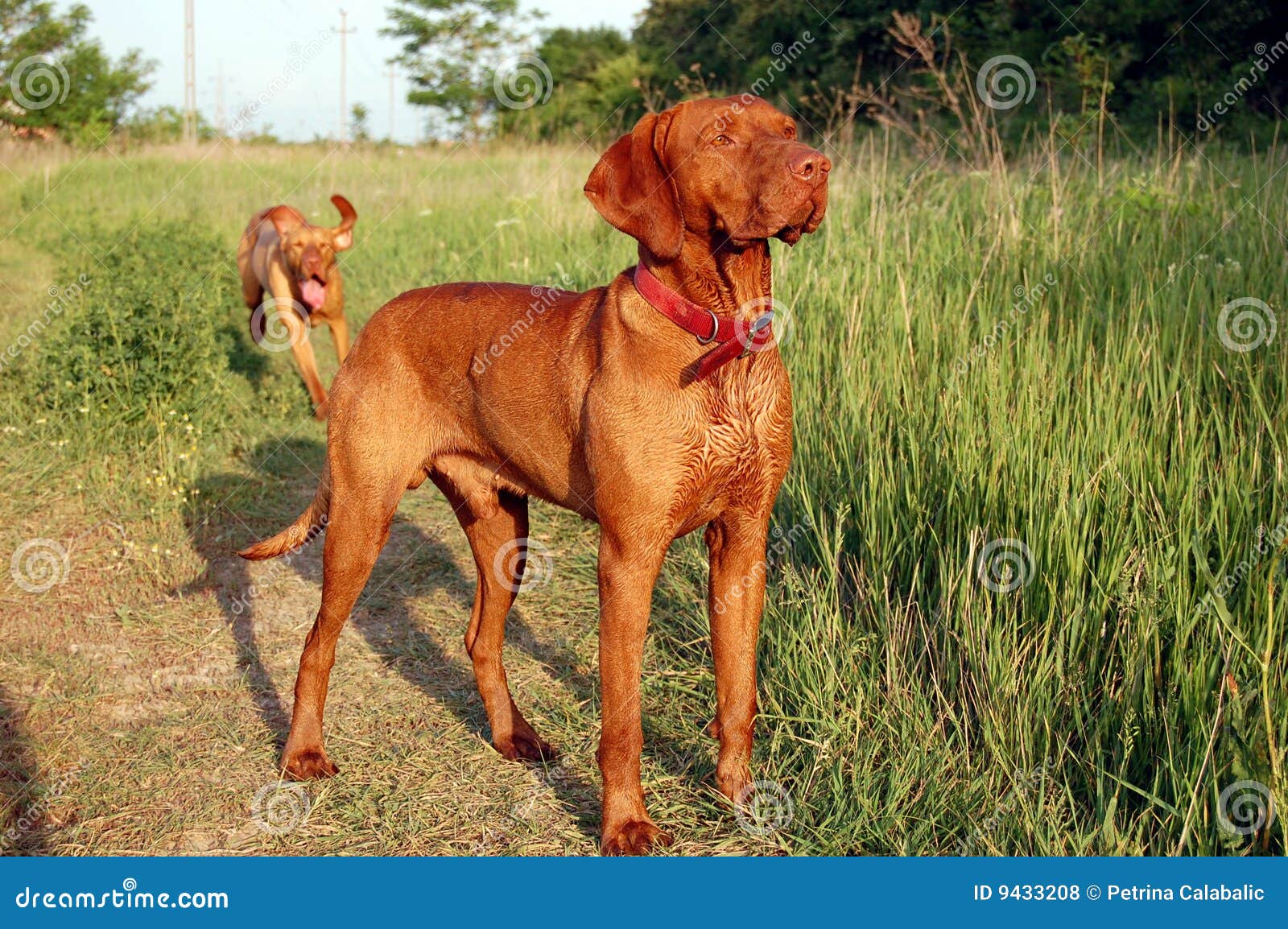 Varón húngaro del vizsla foto de archivo. Imagen de campo - 9433208