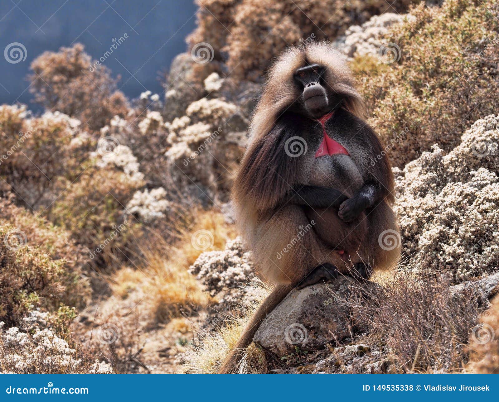 Male Gelada, Theropithecus Gelada, in Simien Mountains of Ethiopia Foto ...