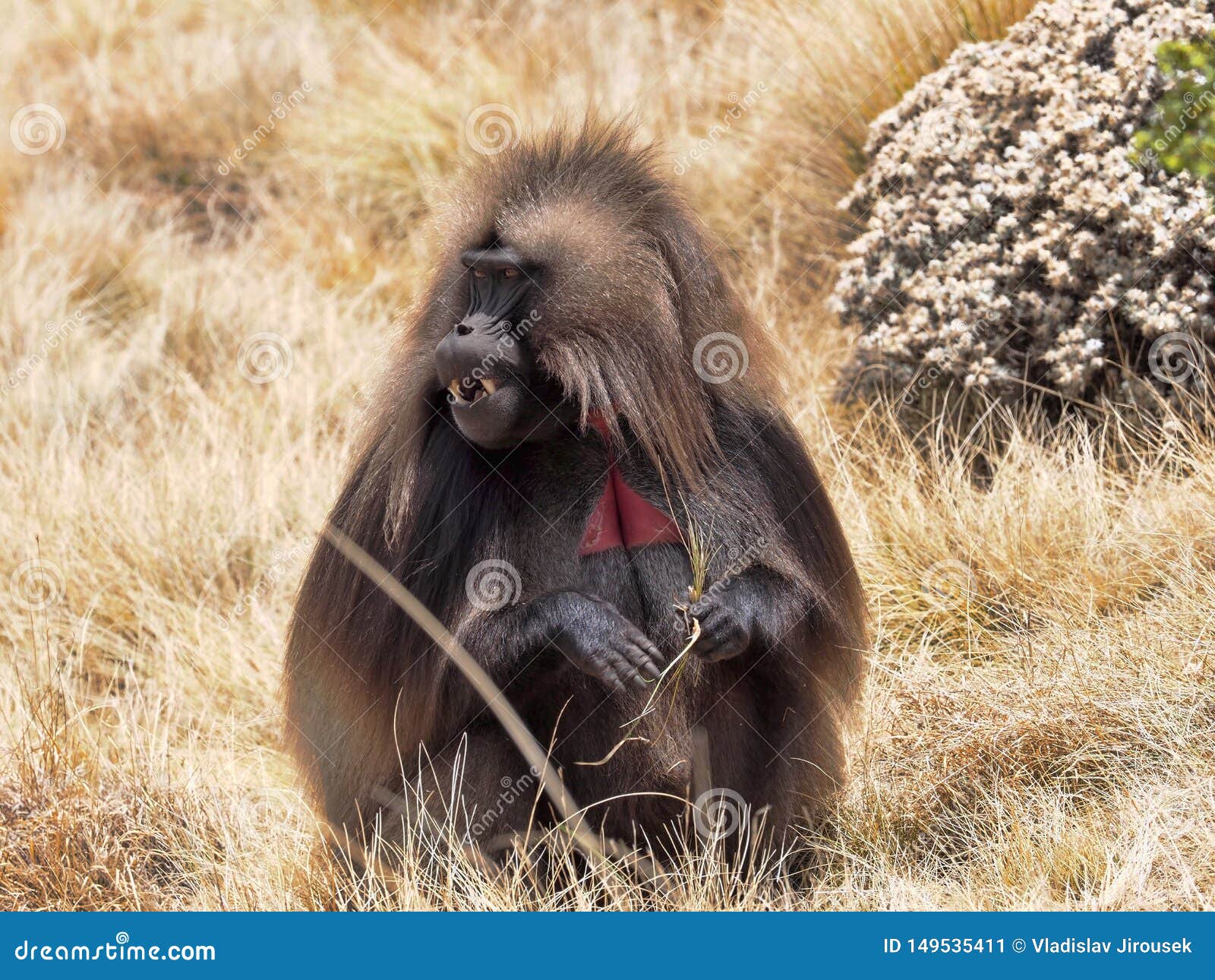 Male Gelada, Theropithecus Gelada, in Simien Mountains of Ethiopia ...