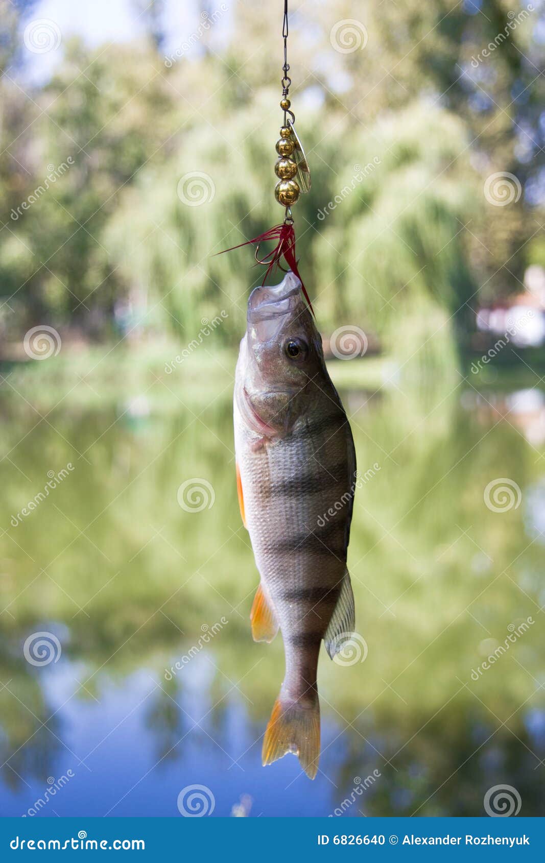 Vara foto de stock. Imagem de vara, freshwater, isco, fauna - 6826640