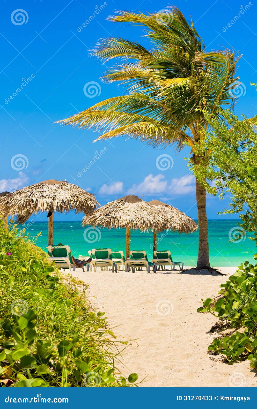 Varadero Beach in Cuba with a Coconut Tree Stock Image - Image of ...