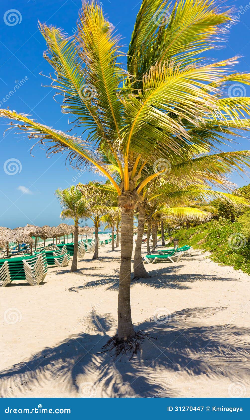 Varadero Beach in Cuba with a Coconut Tree Stock Image - Image of ...