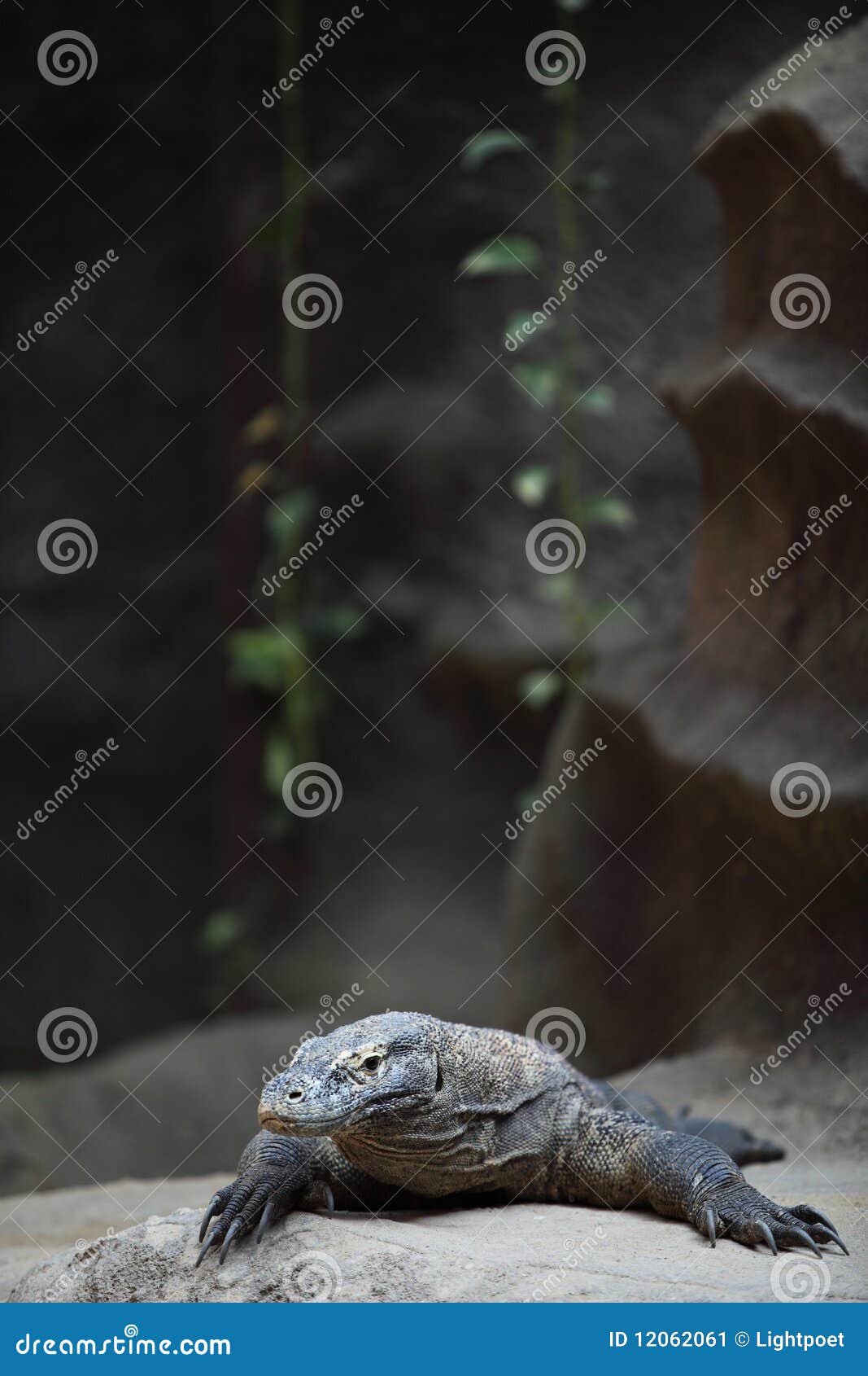 Varan stock image. Image of prehistoric, jurassic, claw - 12062061