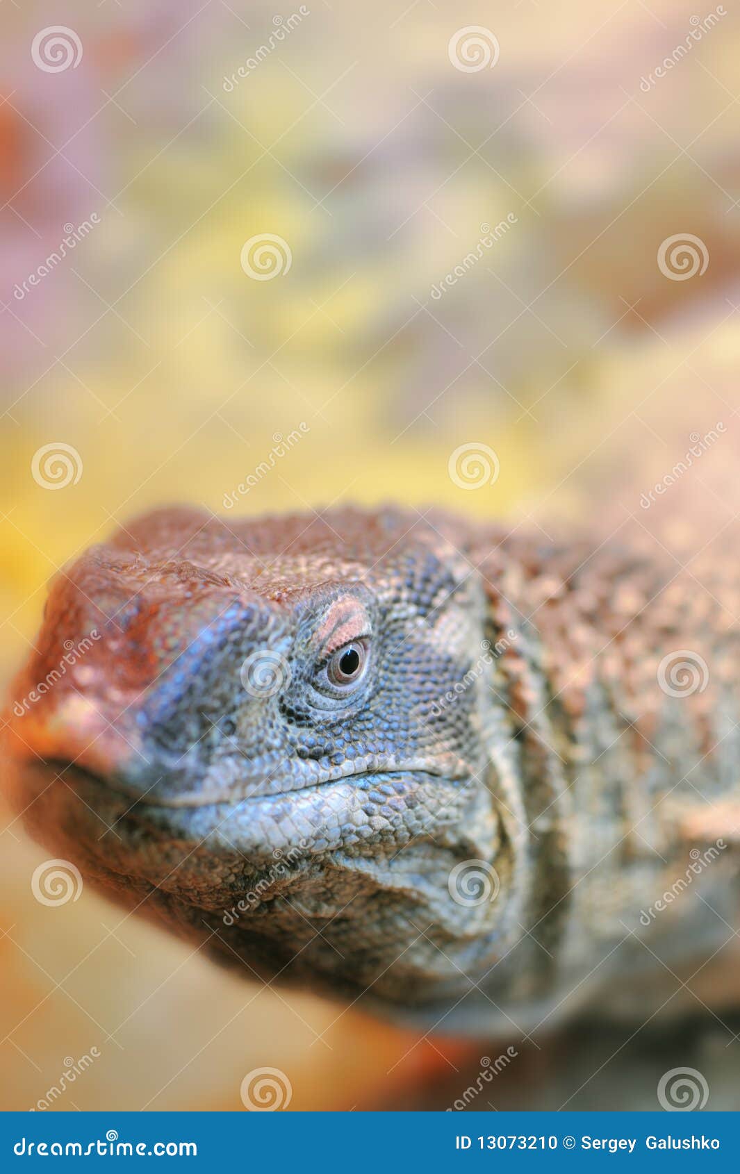 Varan stock photo. Image of danger, body, giant, skin - 13073210