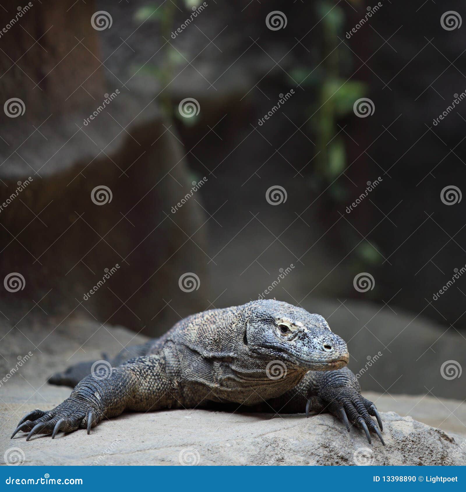 Varan stock photo. Image of monitor, long, crest, komodo - 13398890
