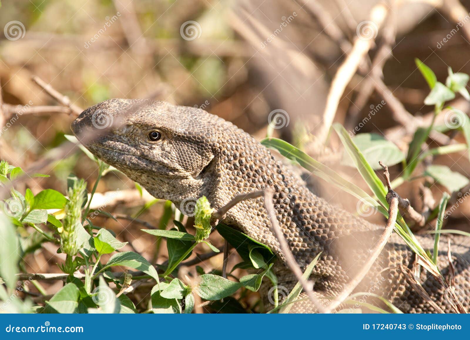 Varan stock image. Image of lizzard, brown, skin, ancient - 17240743