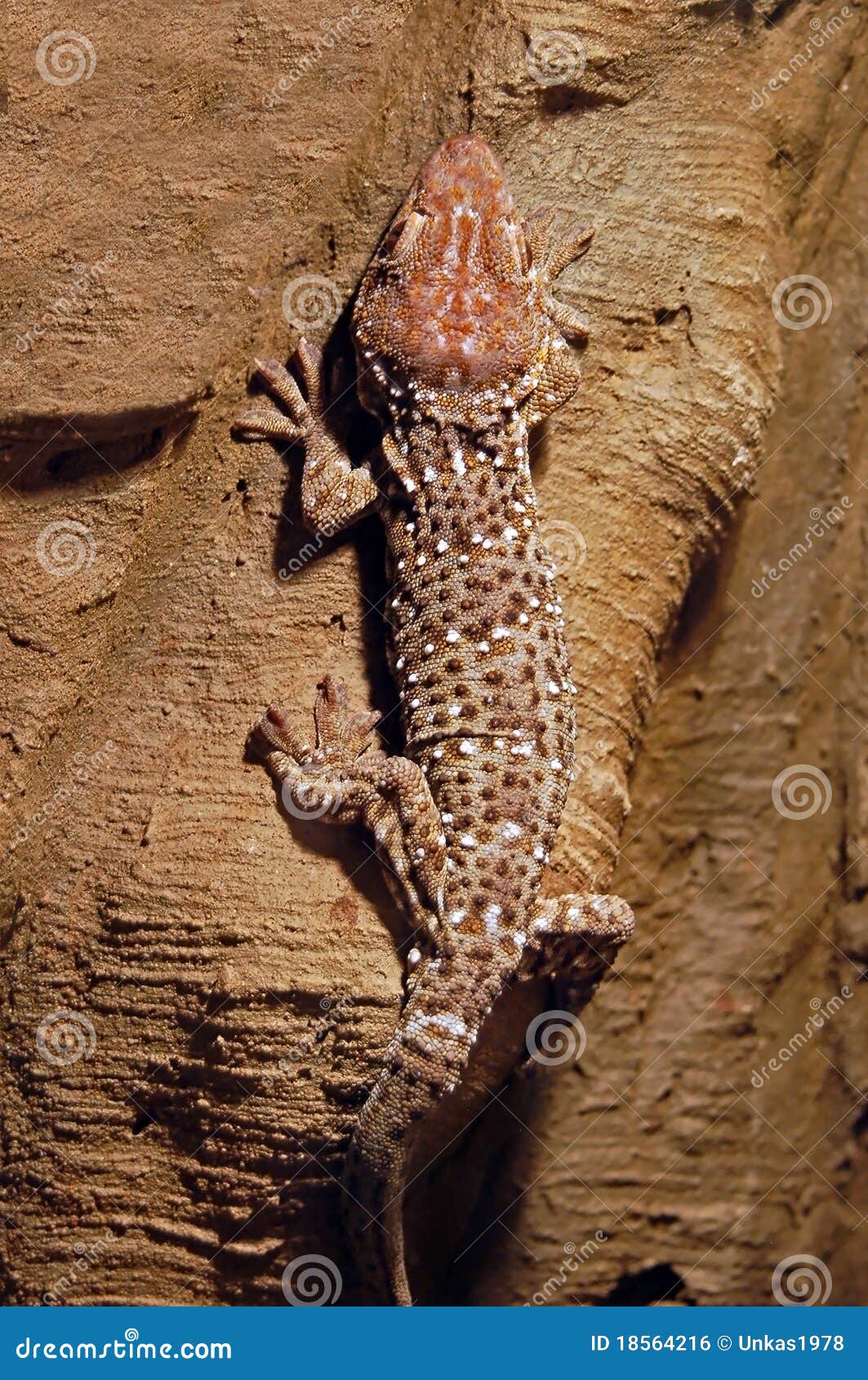 Varan stock photo. Image of varanus, lizard, reptiles - 18564216