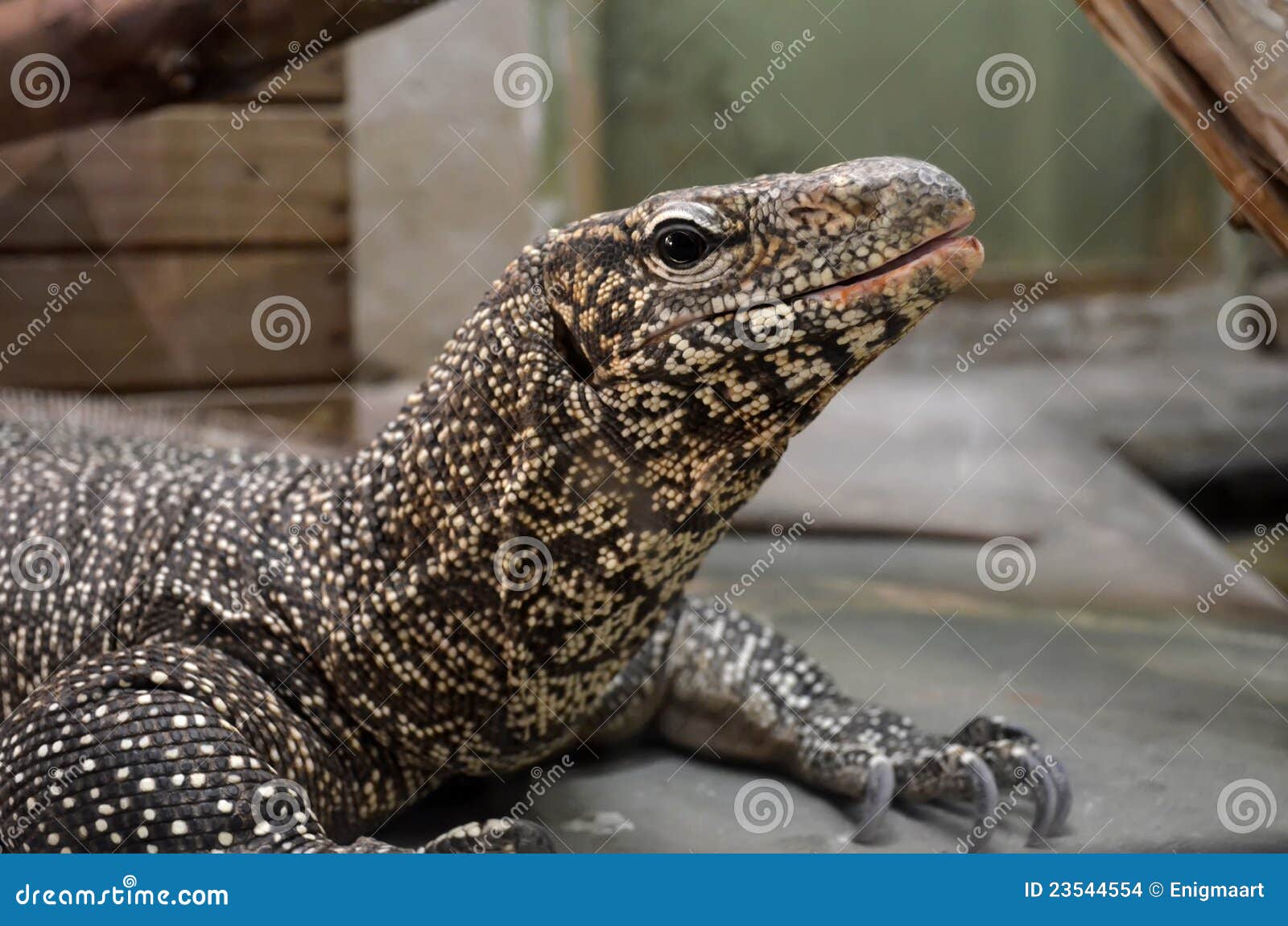 Varan stock photo. Image of life, creature, claws, looking - 23544554