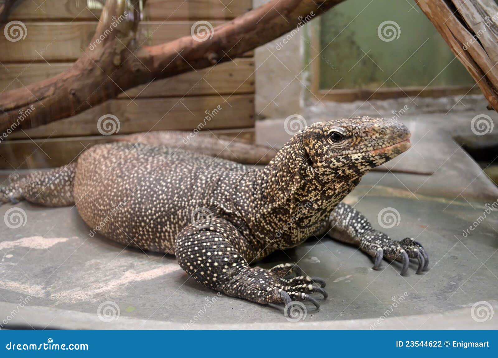 Varan stock photo. Image of island, endangered, lizards - 23544622