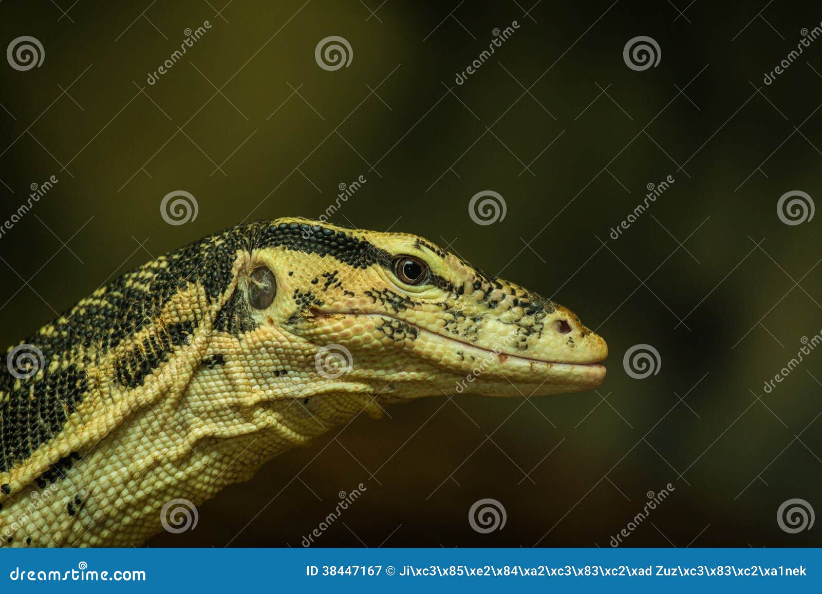 Varan stock image. Image of creature, monitor, tail, skin - 38447167