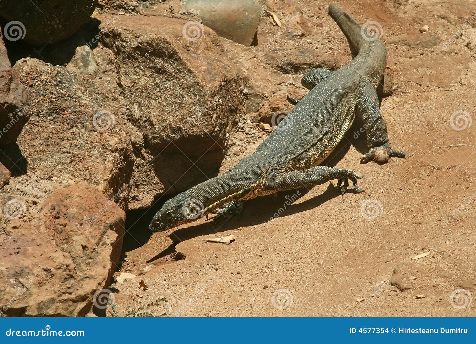 Varan stock photo. Image of creature, animal, tongue, wild - 4577354