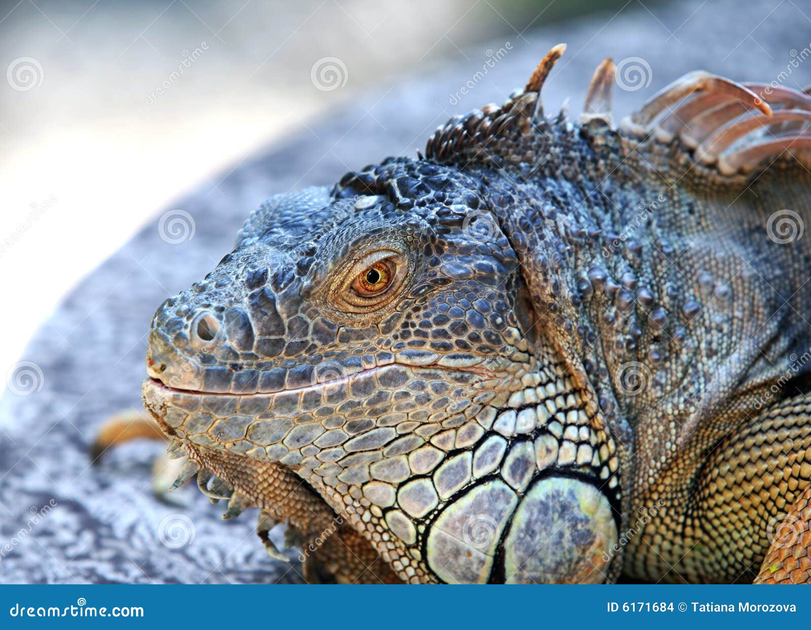 Varan stock photo. Image of skin, leather, predator, exotic - 6171684