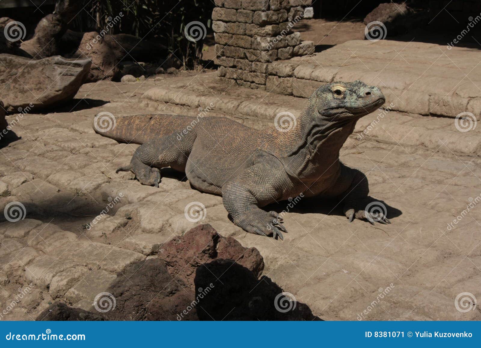 Varan stock image. Image of varan, dragon, overland, prehistoric - 8381071