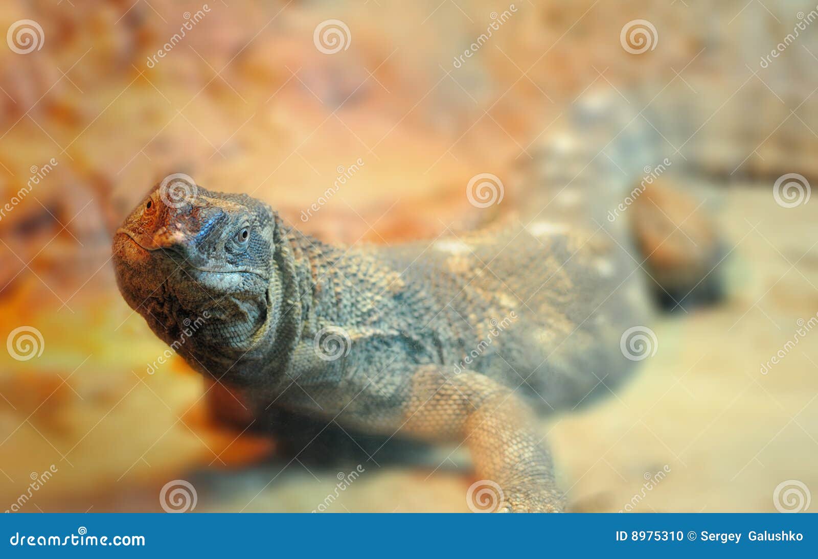 Varan stock photo. Image of zoological, wilds, skin, nature - 8975310