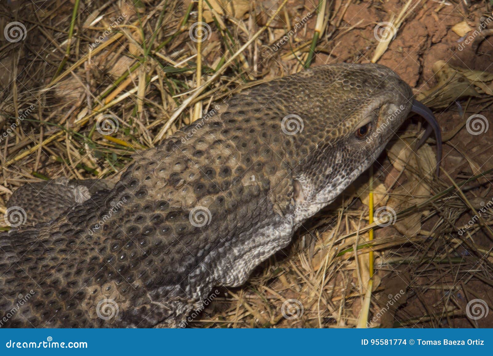 Varan stock photo. Image of breeding, savannah, reptile - 95581774