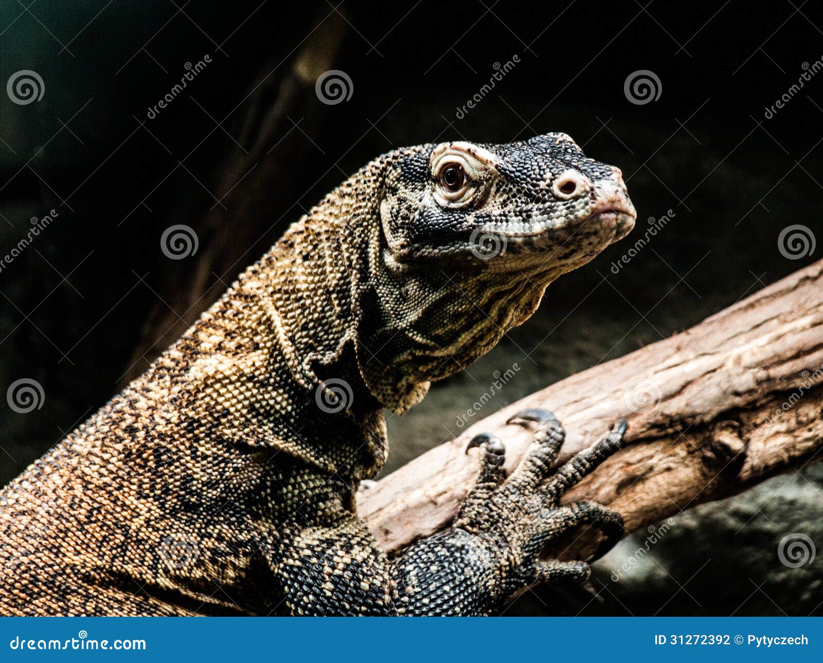 Varan stock photo. Image of komodoensis, park, nature - 31272392