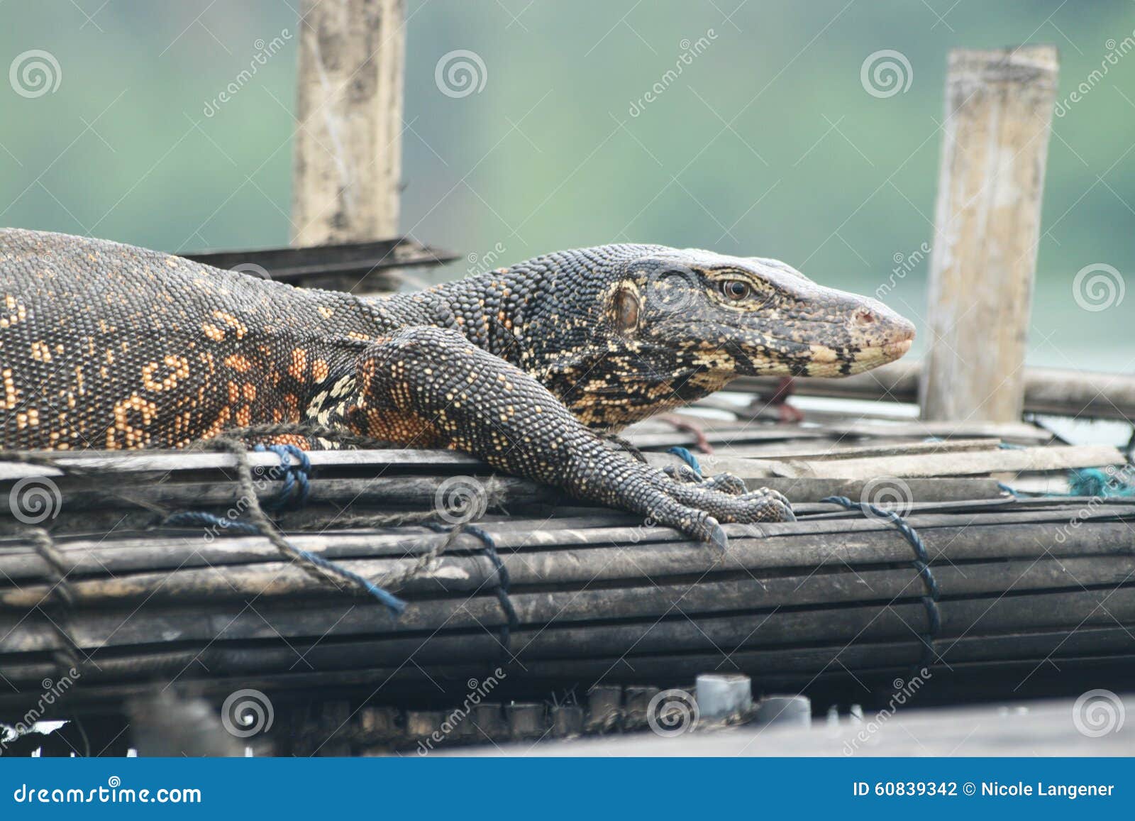 Varan stock photo. Image of lizard, forest, look, asia - 60839342
