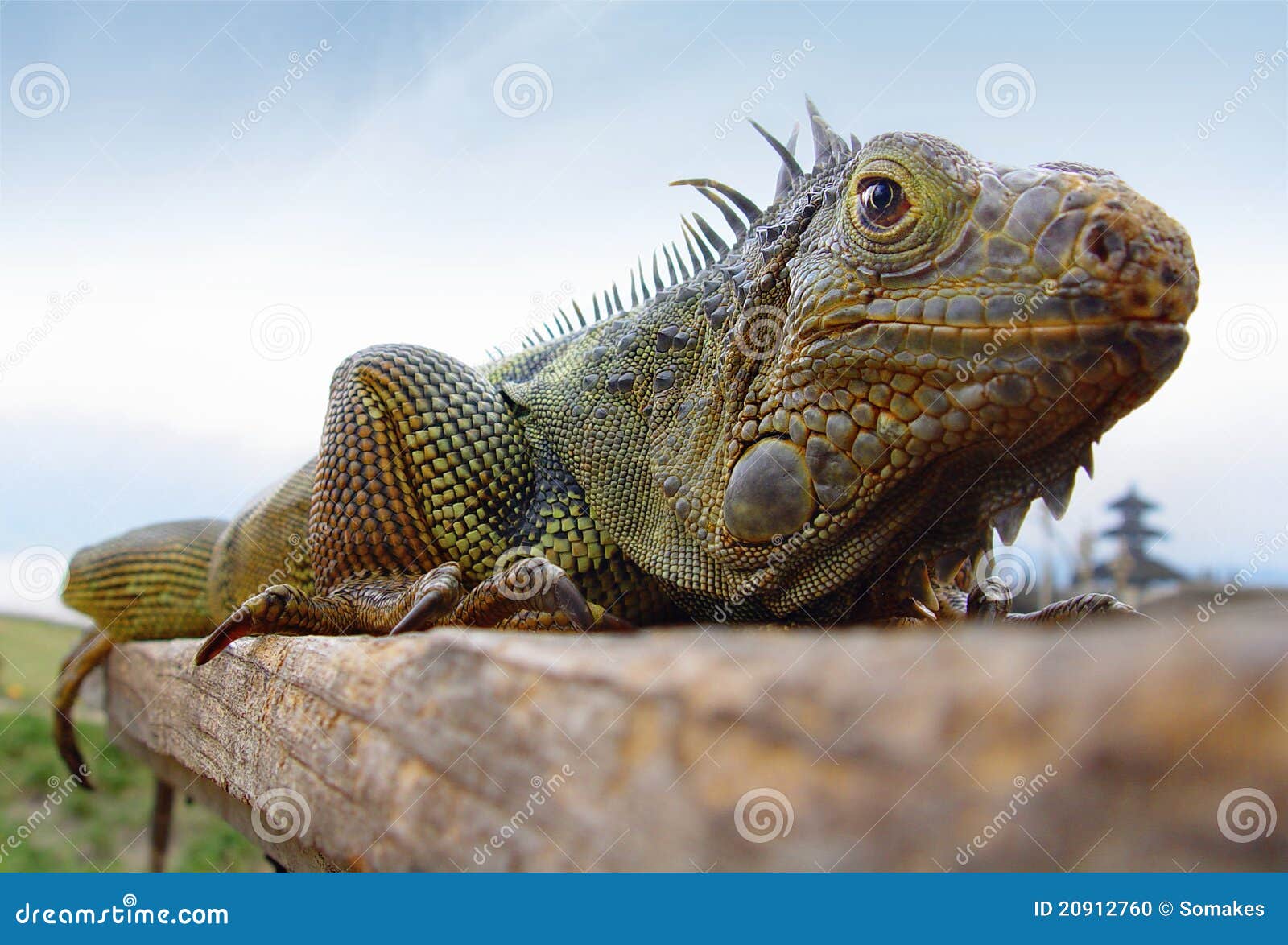 Varan Kleiner Drache Indonesien Bali Stockfoto - Bild von tödlich, tier ...