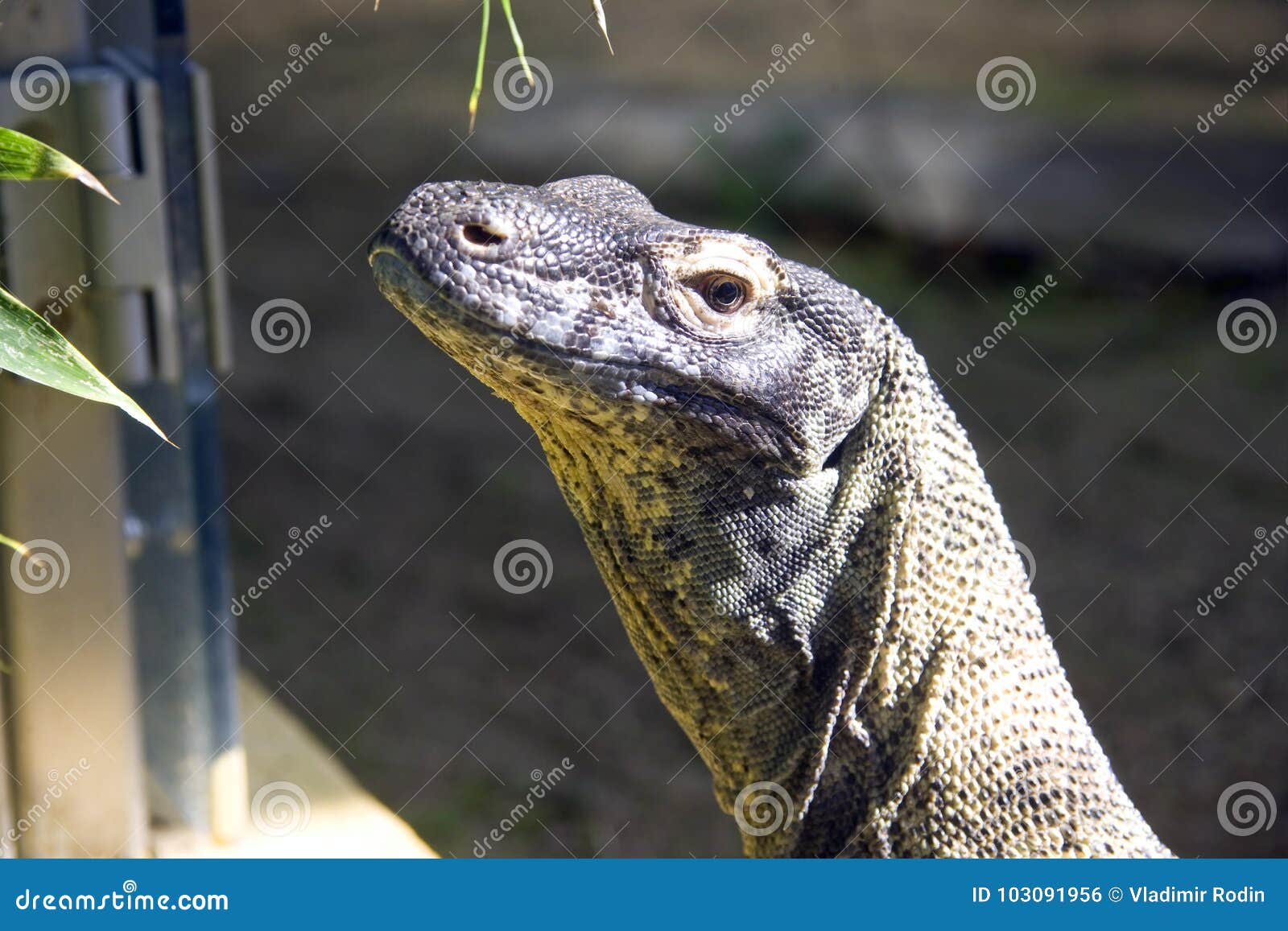 Varan Komodo stockfoto. Bild von komodo, varan - 103091956