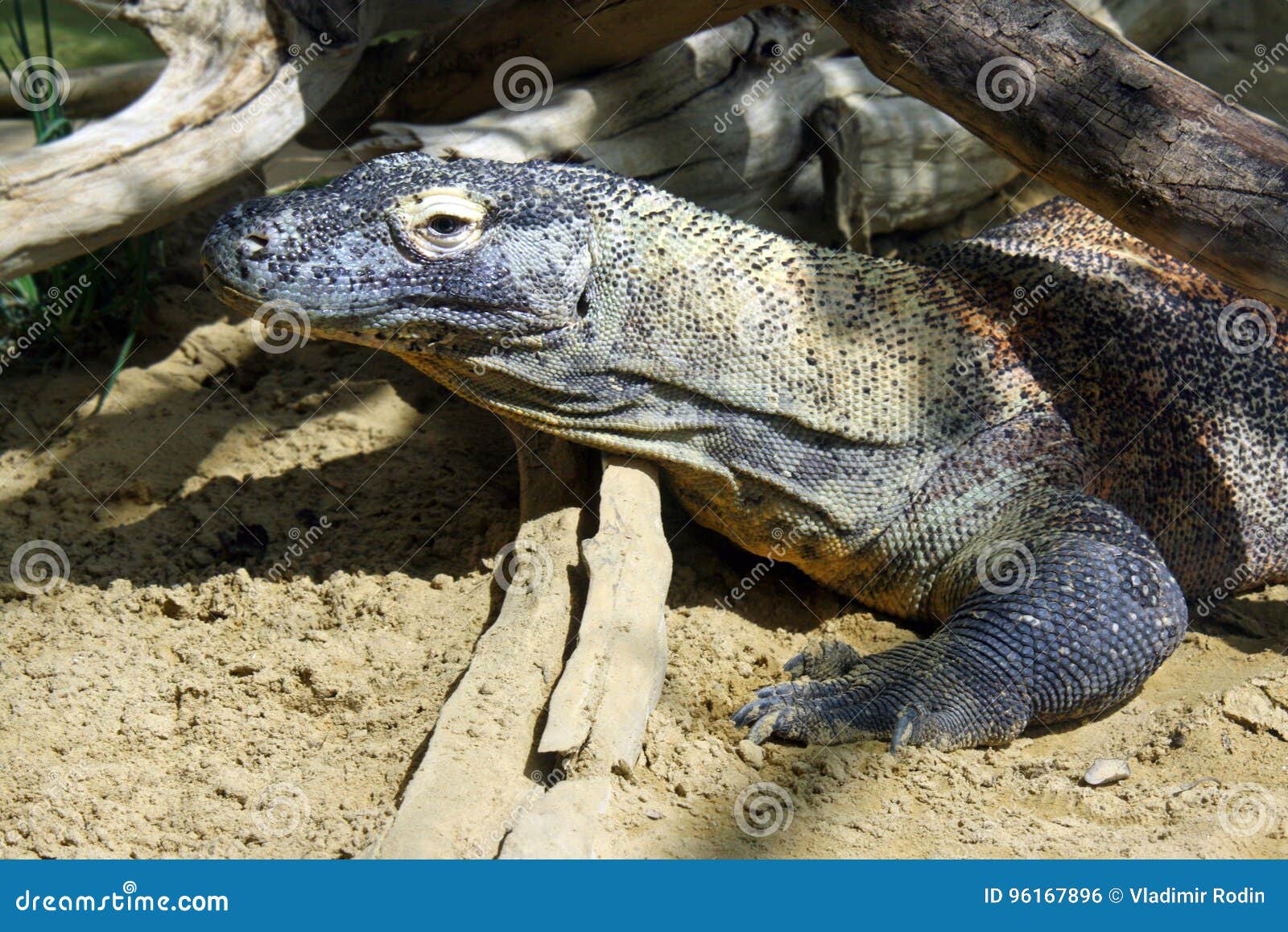 Varan Komodo Island, Indonesia Lizard Reptile Jungle Skin Tropics ...