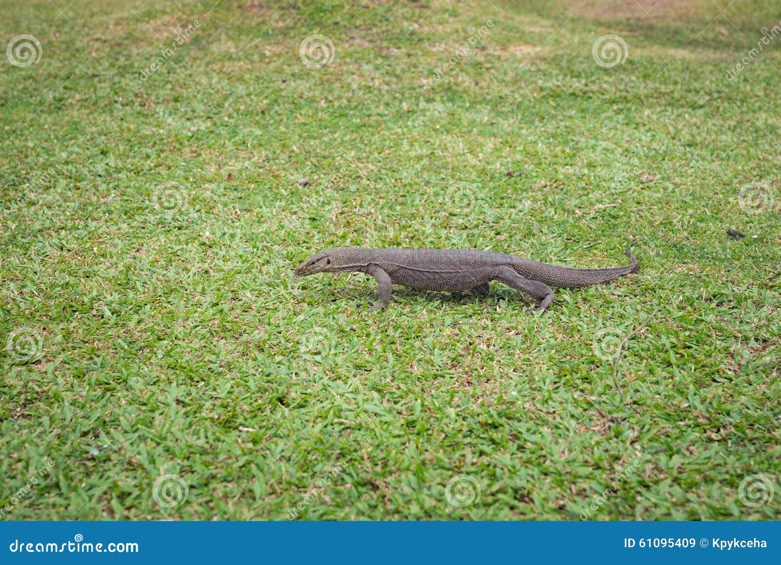 The Varan (Lizard) on the Grass. Stock Image - Image of place, quantity ...