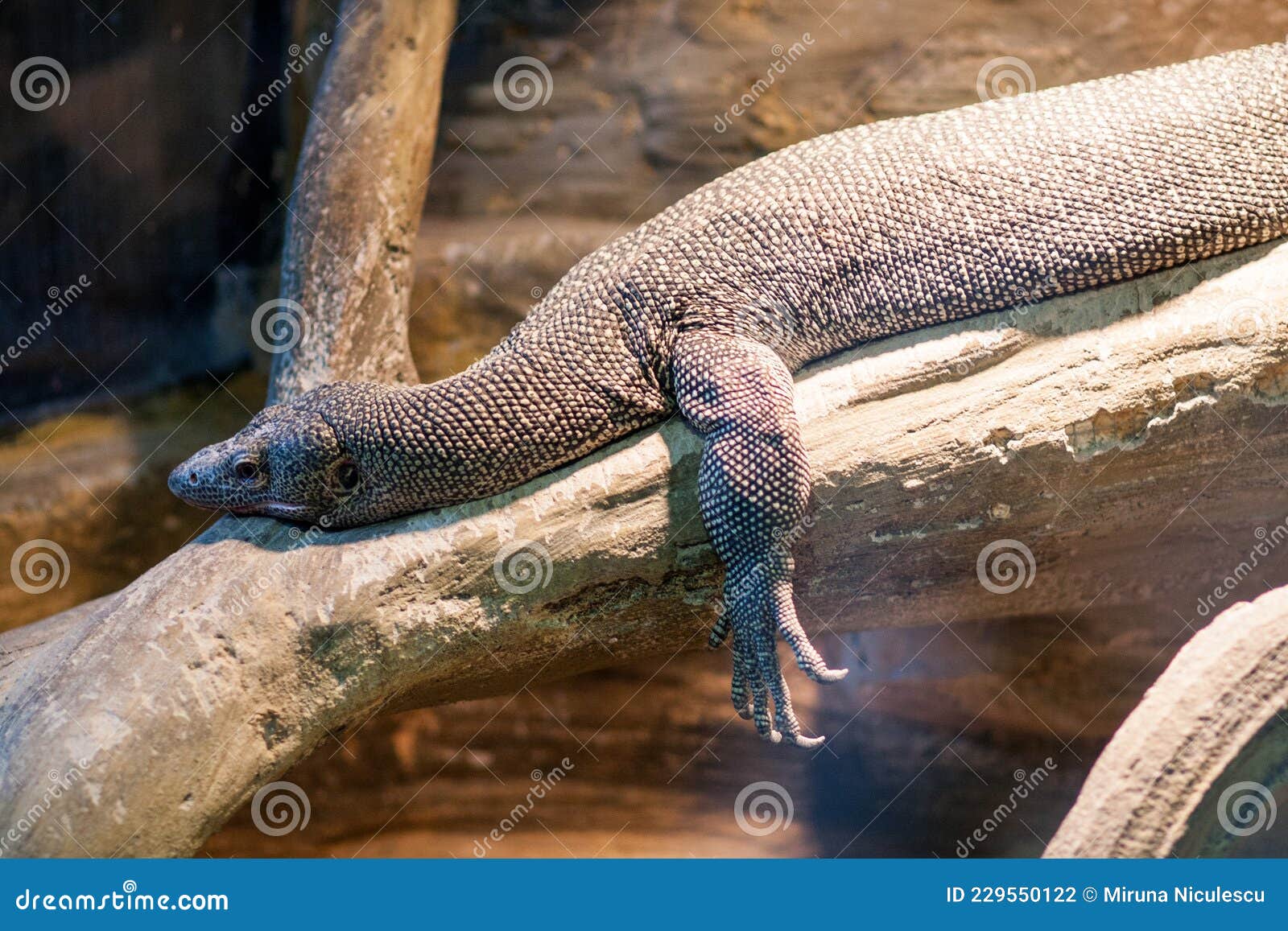 Varan Lizard Lying on a Tree Stump, Riga Zoo, Latvia Stock Photo ...