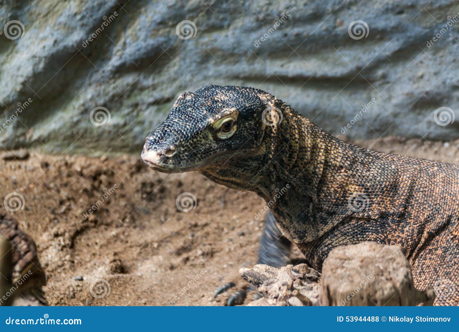 Varan stock photo. Image of head, predator, komodoensis - 53944488