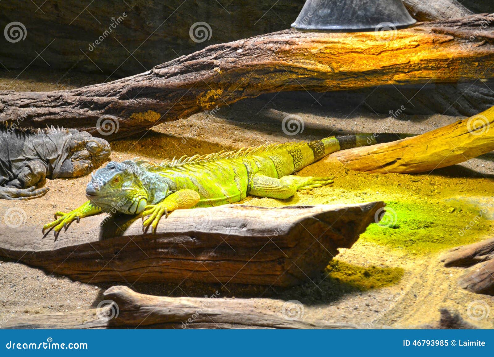 Varan in Prague zoo stock image. Image of bohemia, reptile - 46793985
