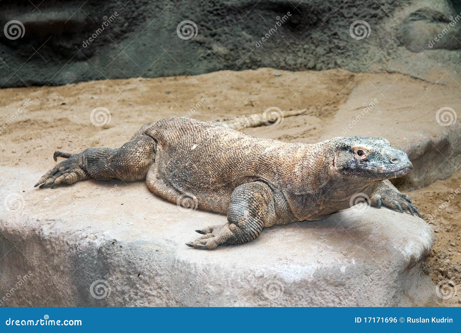 Varan is on the rocks stock photo. Image of animal, dragon - 17171696