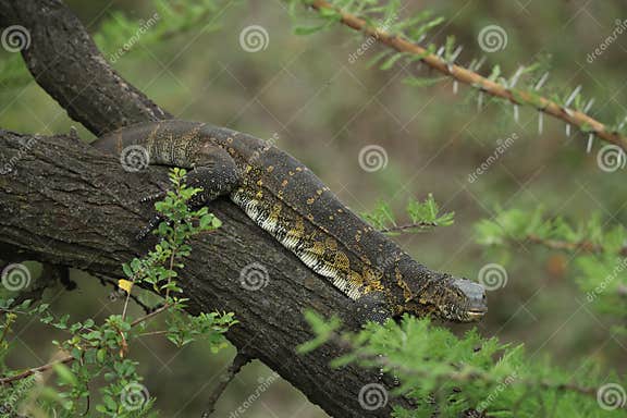 Varan on the tree in kenya stock image. Image of lizard - 208118203
